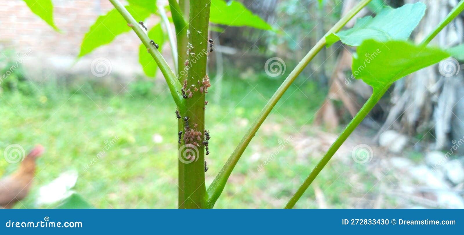 Ants Attach Their Eggs To the Branches of Trees Stock Photo - Image of ...