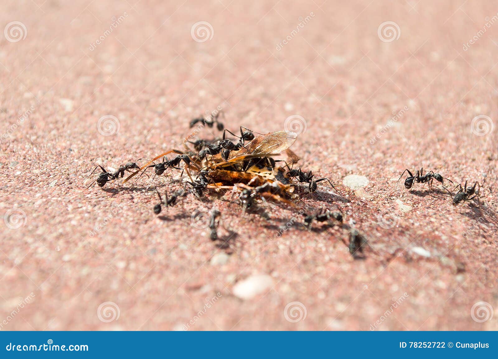 Ants in attack stock photo. Image of insect, eating, predator - 78252722