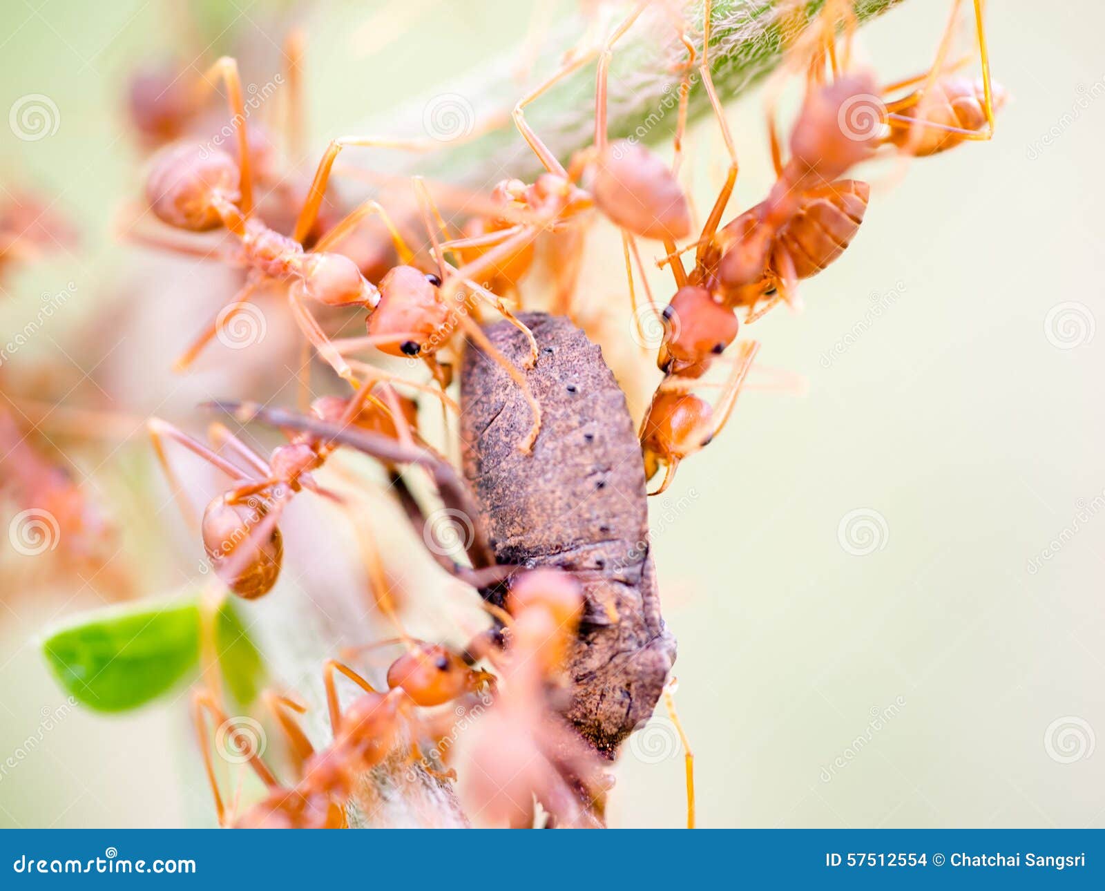 Ants attack stock photo. Image of wildlife, nature, worker - 57512554