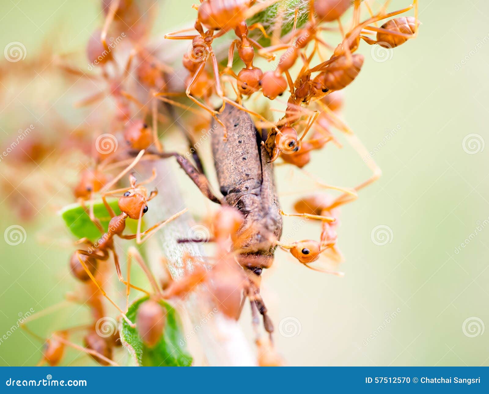 Ants attack stock photo. Image of bite, nature, beetle - 57512570