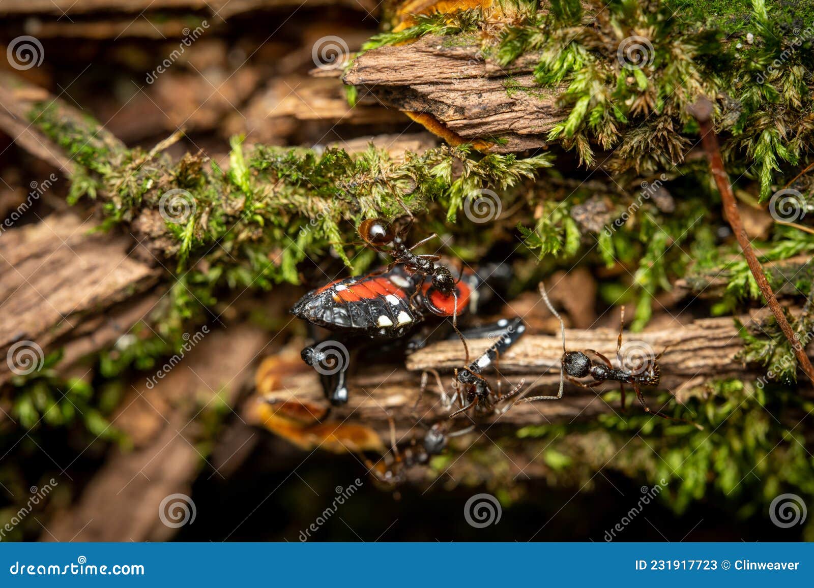 Ants Attacking Bug stock image. Image of detail, wildlife - 231917723