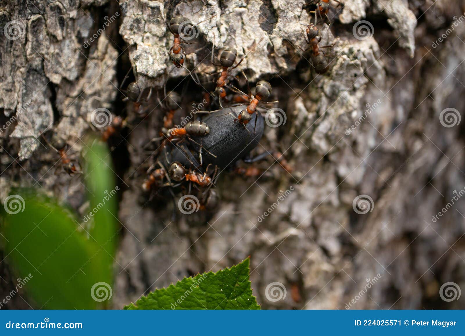 Ants attacks bug on a tree stock image. Image of soil - 224025571