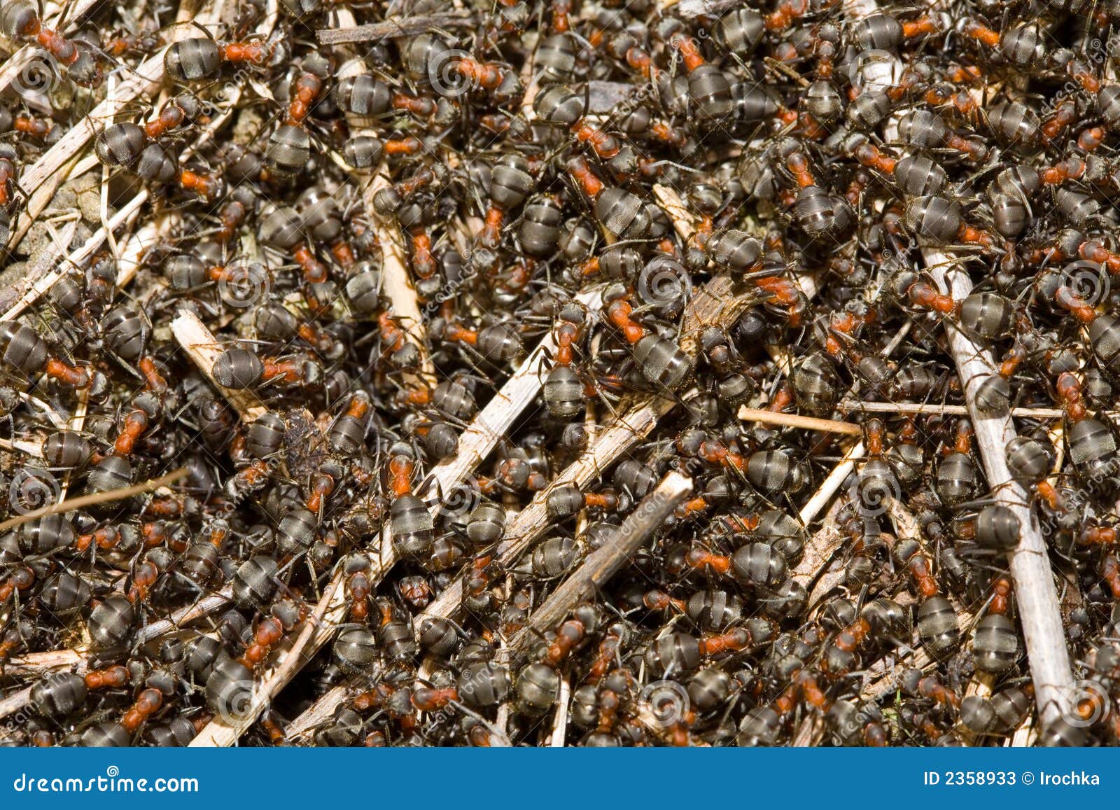 Ants background stock image. Image of small, view, crawling - 2358933