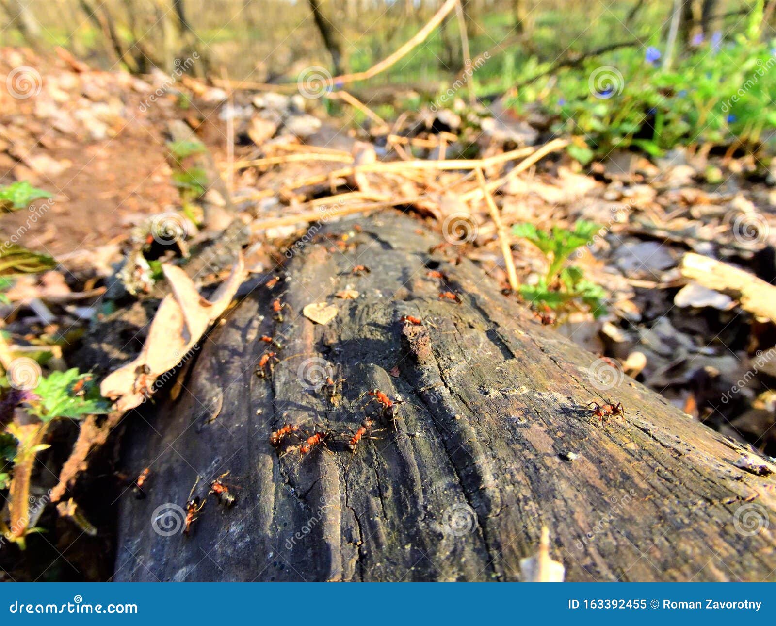 Ants bask in the sun stock image. Image of ants, pattern - 163392455