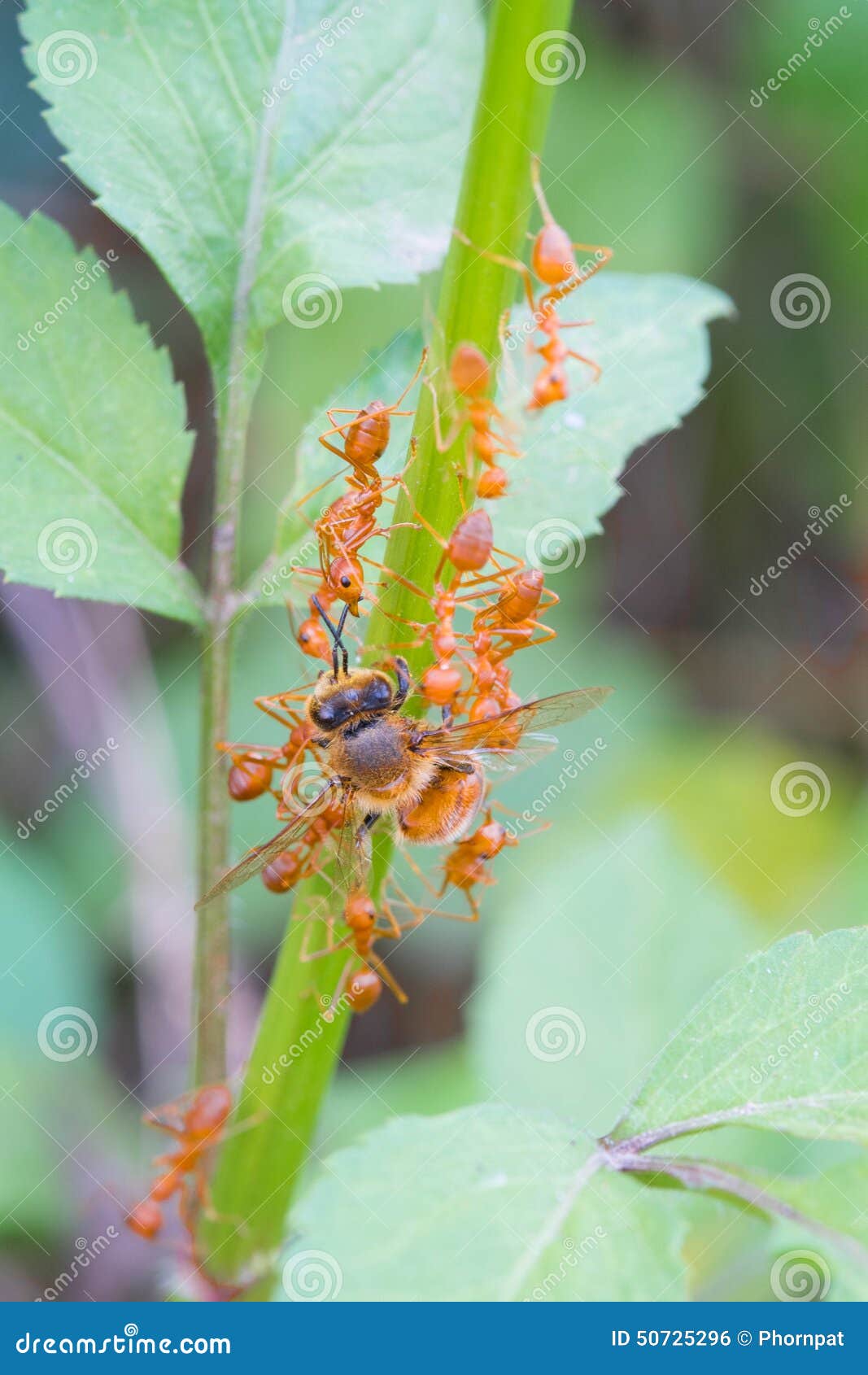 Ants and bee stock photo. Image of army, collective, bark - 50725296