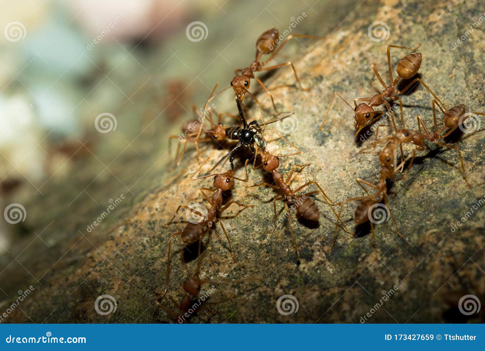 Ants and bee stock image. Image of food, insect, nature - 173427659