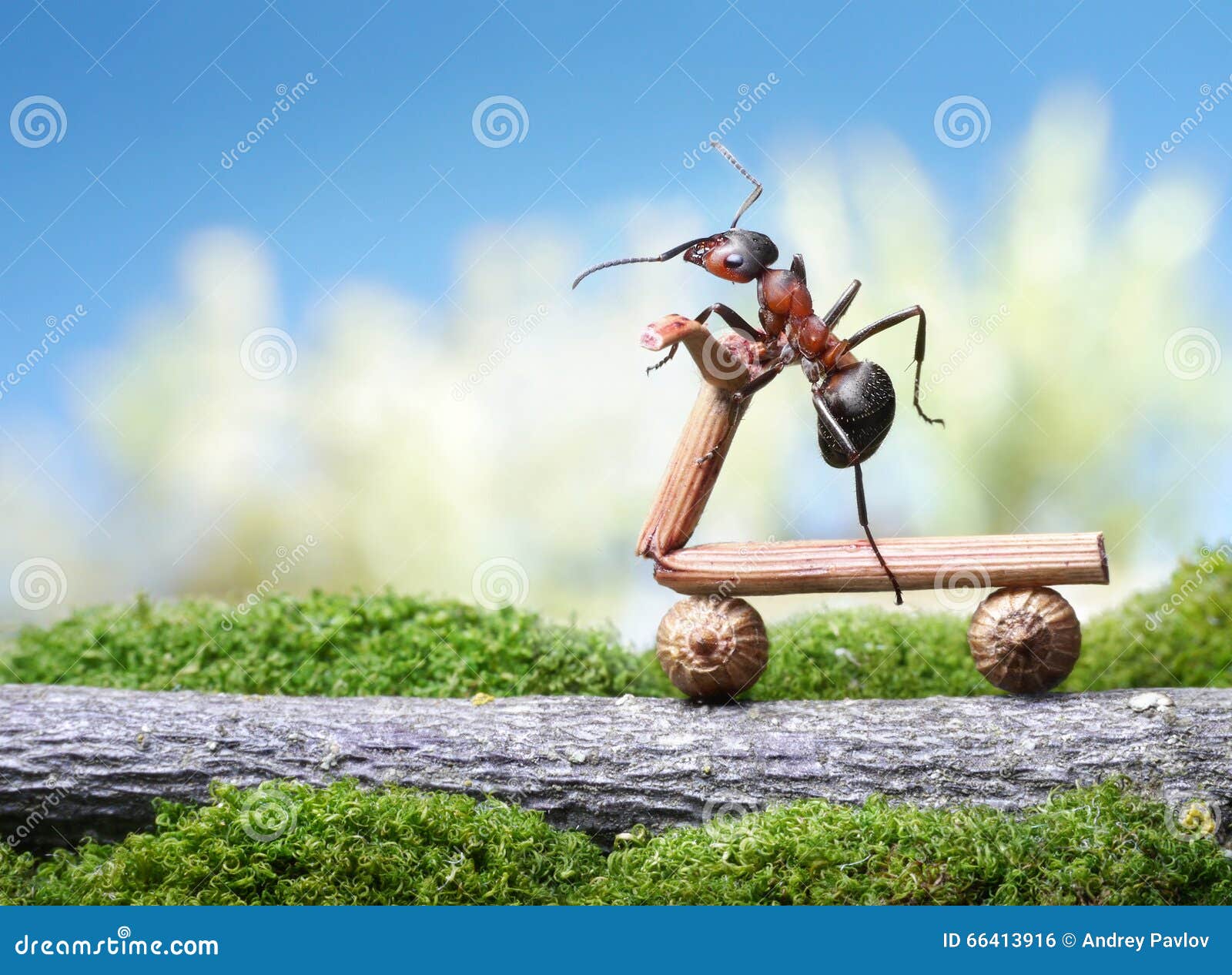 Ants bicycle stock photo. Image of andrey, bike, travelling - 66413916