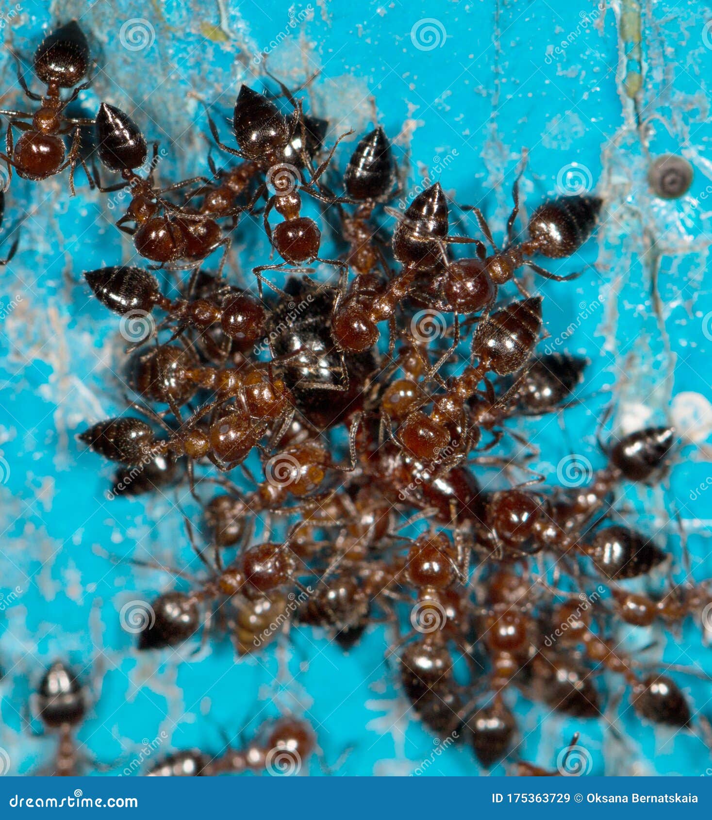 Ants on a blue background stock image. Image of ants - 175363729