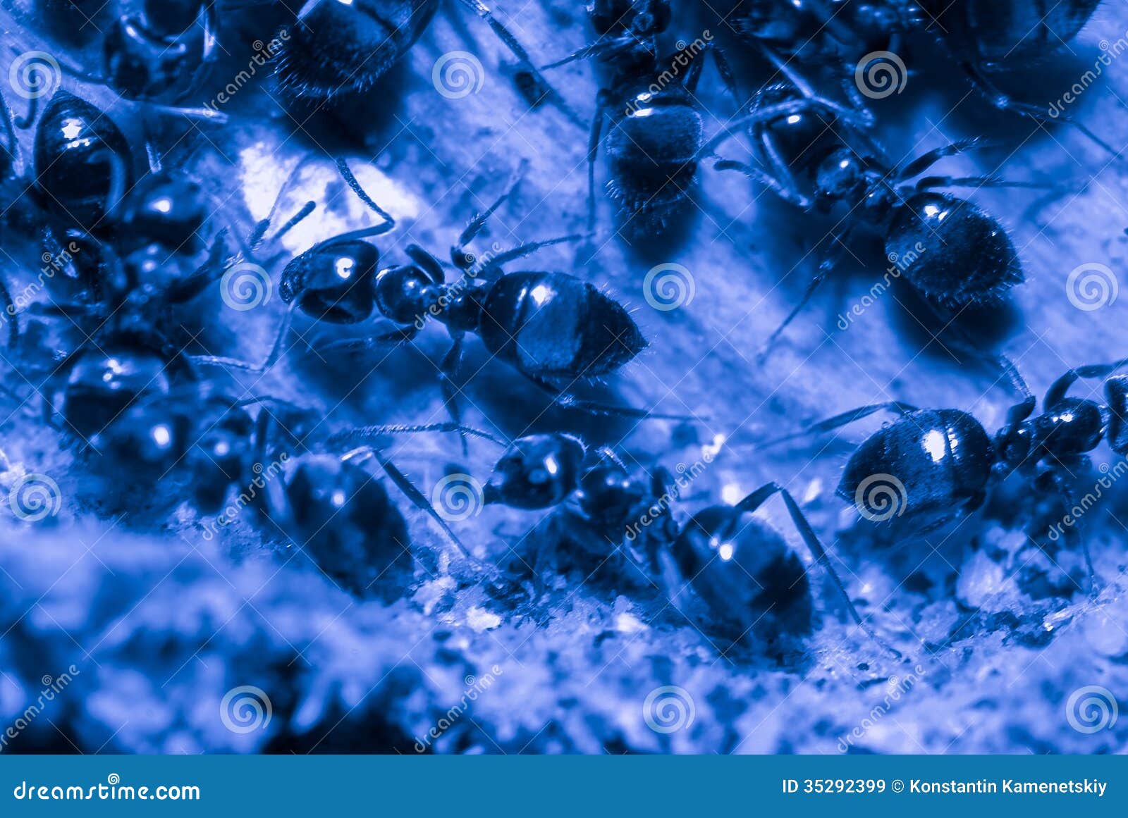 Ants in blue. stock image. Image of closeup, insect, close - 35292399