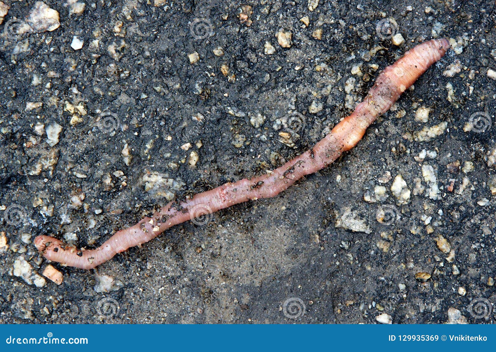 Ants on a dead rainworm stock image. Image of death - 129935369