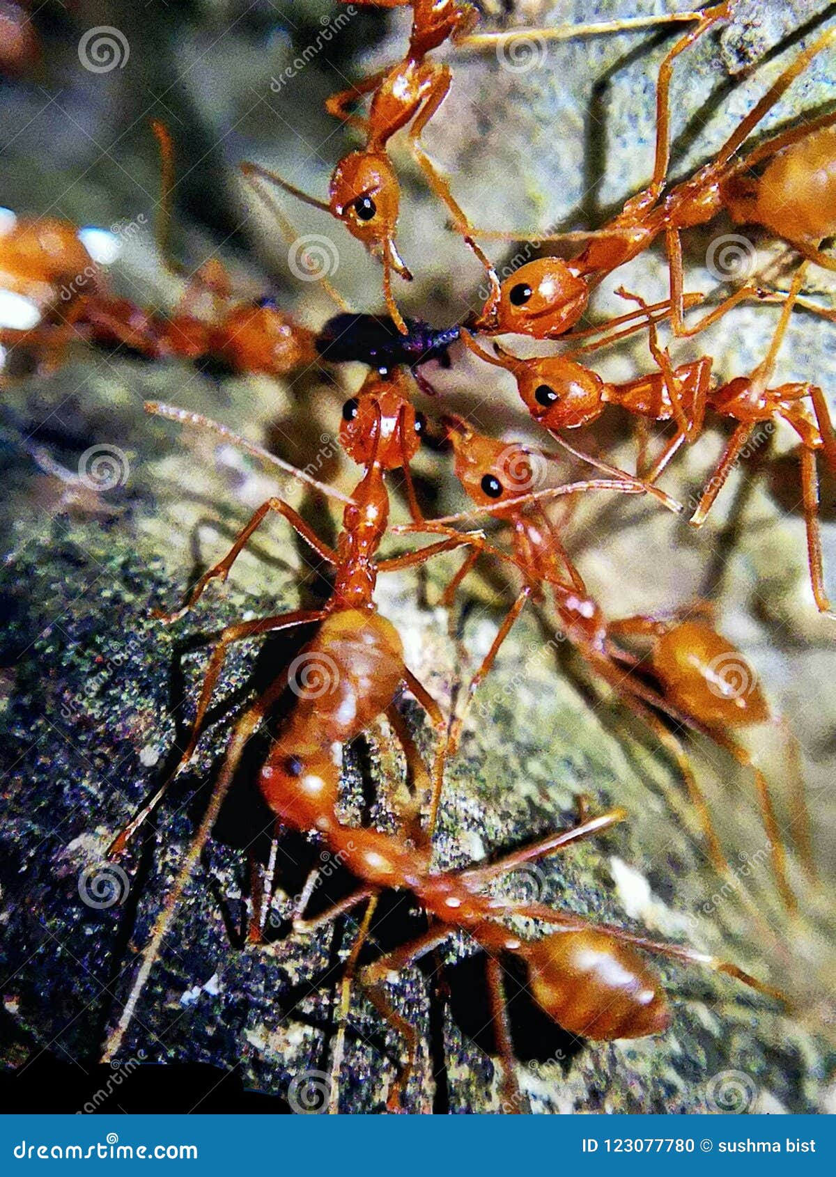 Ant A Fight Between Two Ants Ant War Between Two Colonies Of Pavement ...