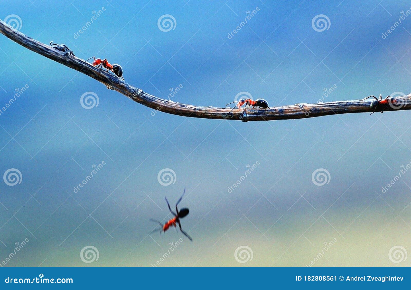Ants on Branch and One Falling Stock Image - Image of insects ...