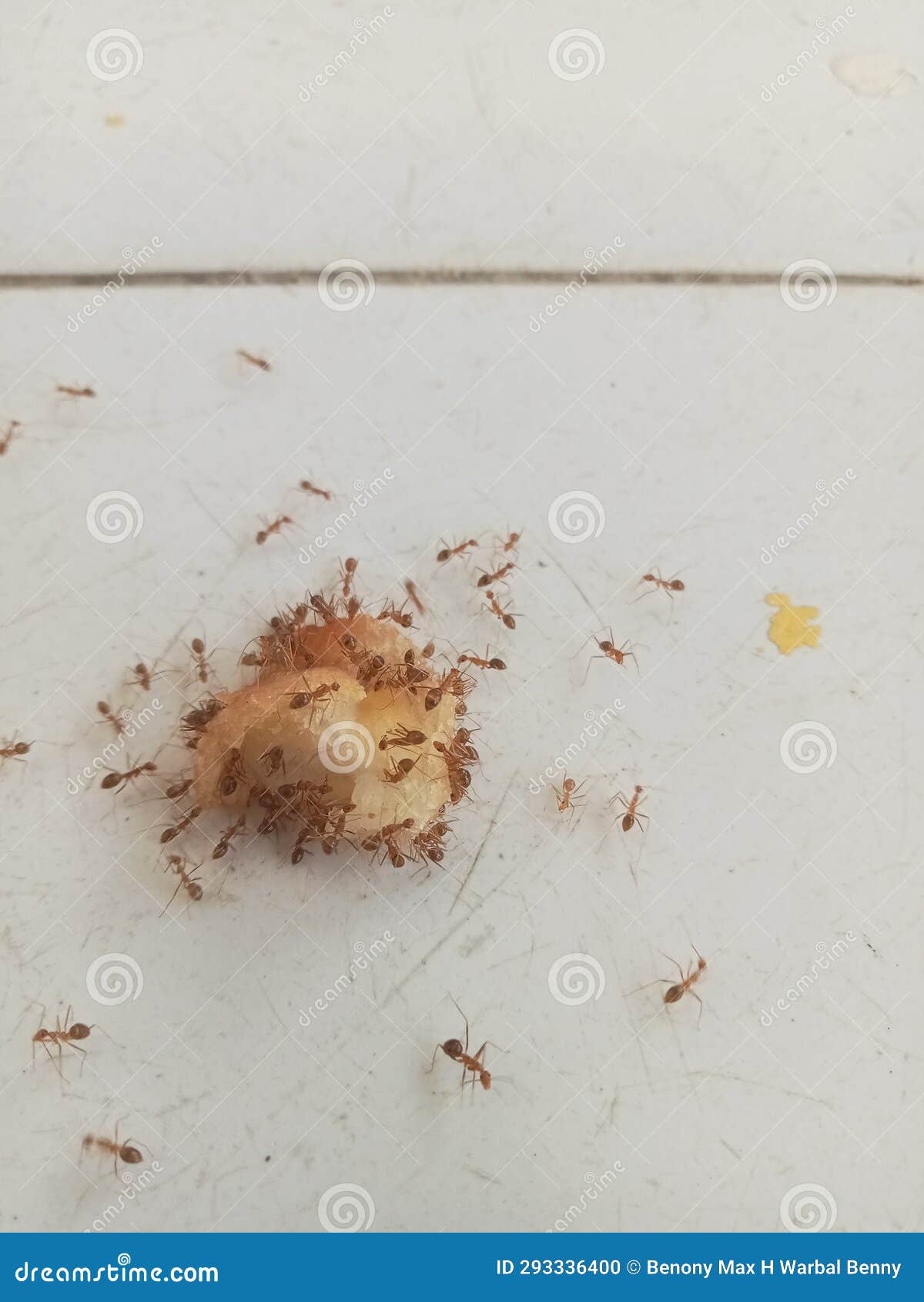 Ants and bread stock photo. Image of front, house, piece - 293336400