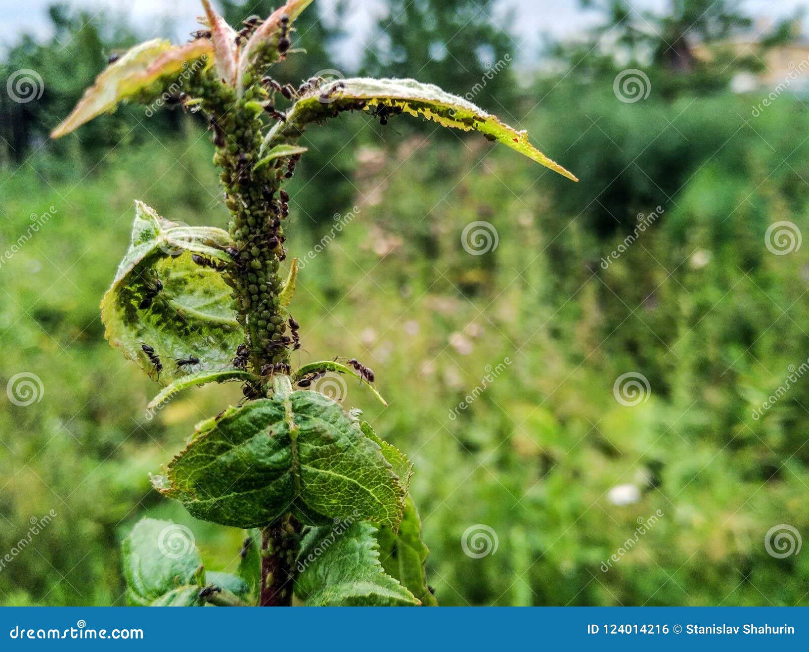 Ants Breed Aphids on the Apple Tree Stock Photo - Image of pest ...