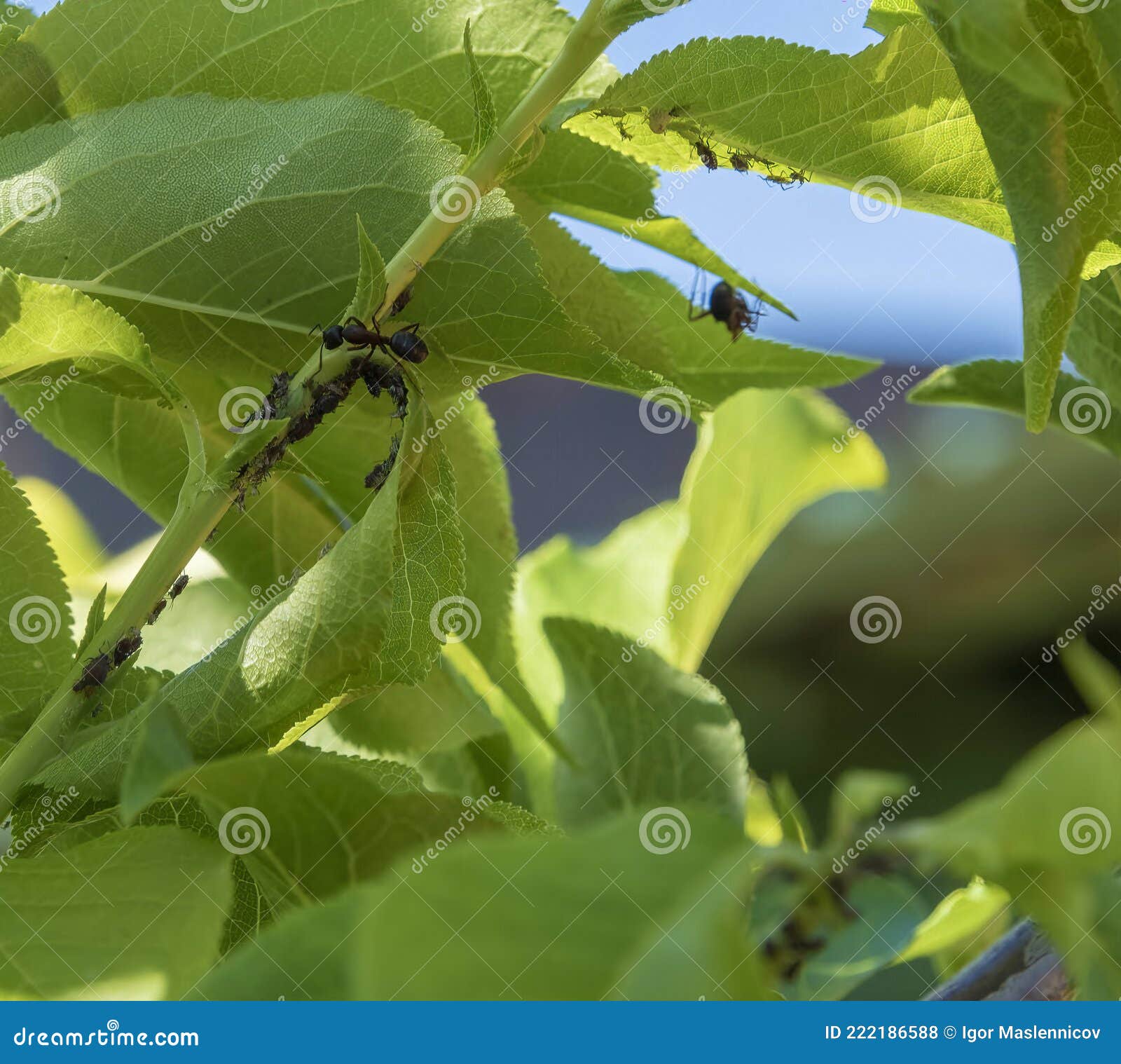 Red Ants Are On The Tree. Royalty-Free Stock Image | CartoonDealer.com ...