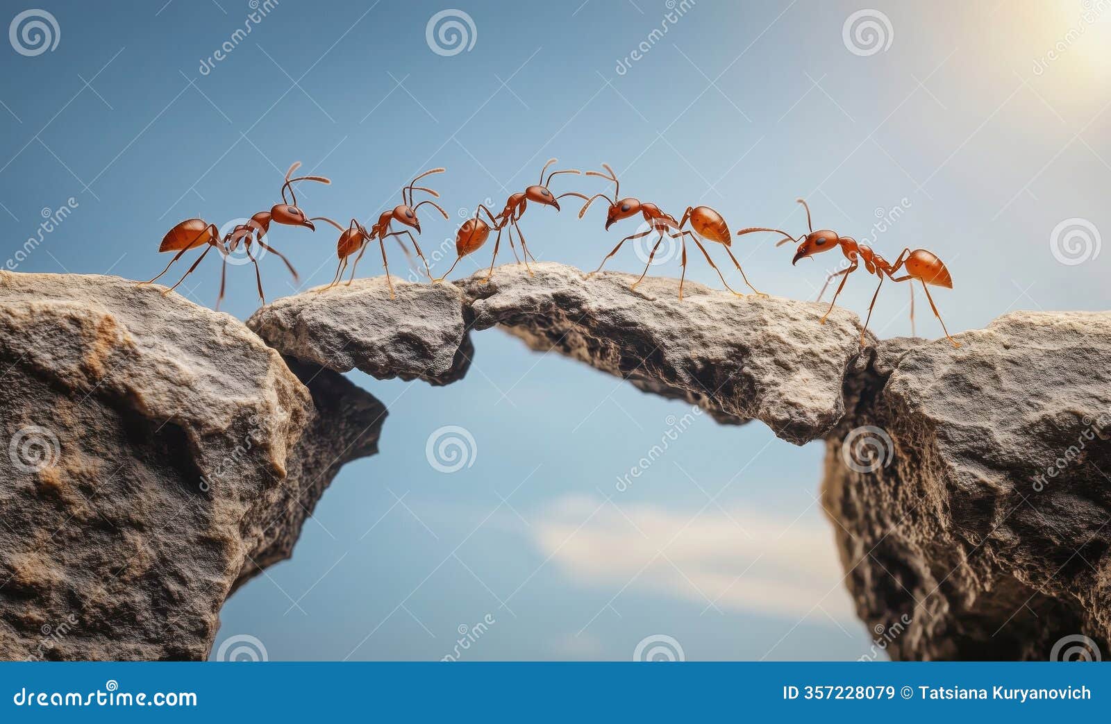 Ants Bridging Gap between Rocks, Demonstrating Teamwork and Cooperation ...