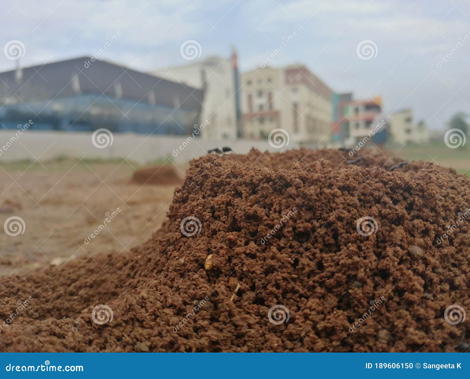 Ants Build Its Burrow Like a Fort in Ground Stock Photo - Image of ...