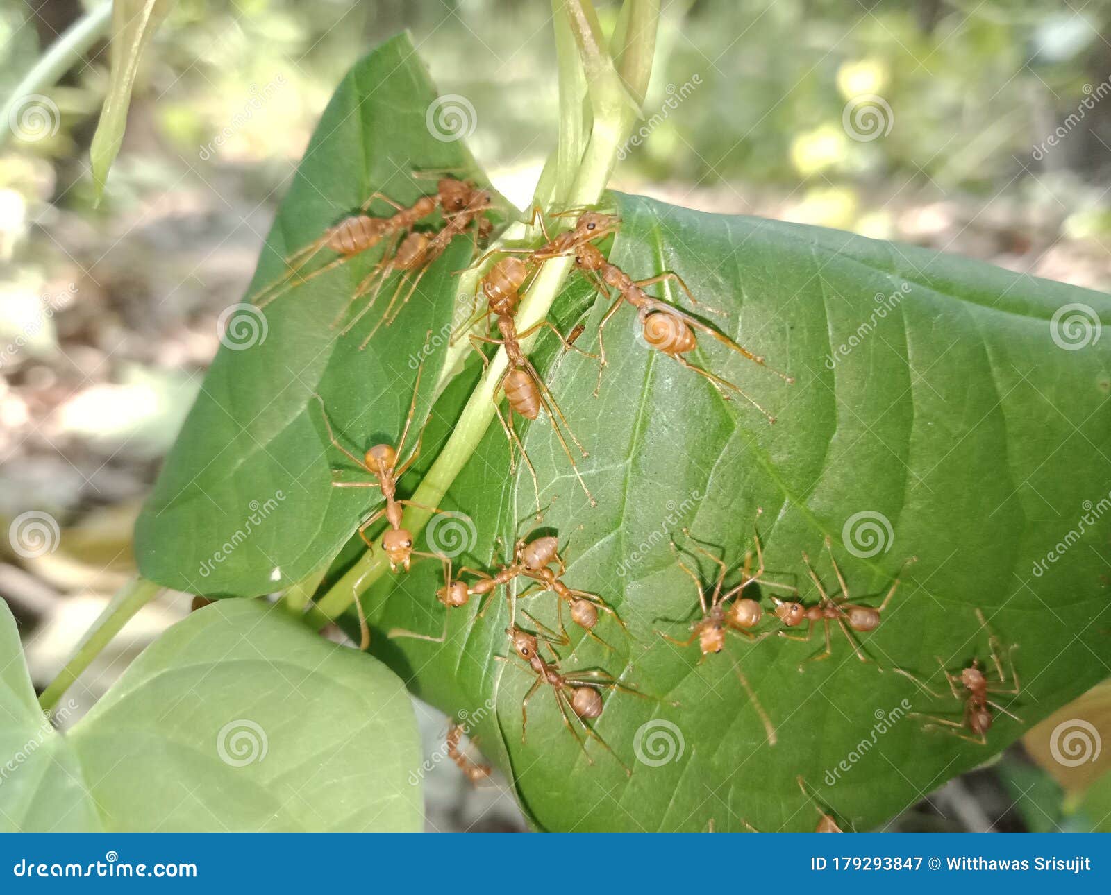 Ants Build a Nest.Harmony in the Work System Stock Image - Image of ...