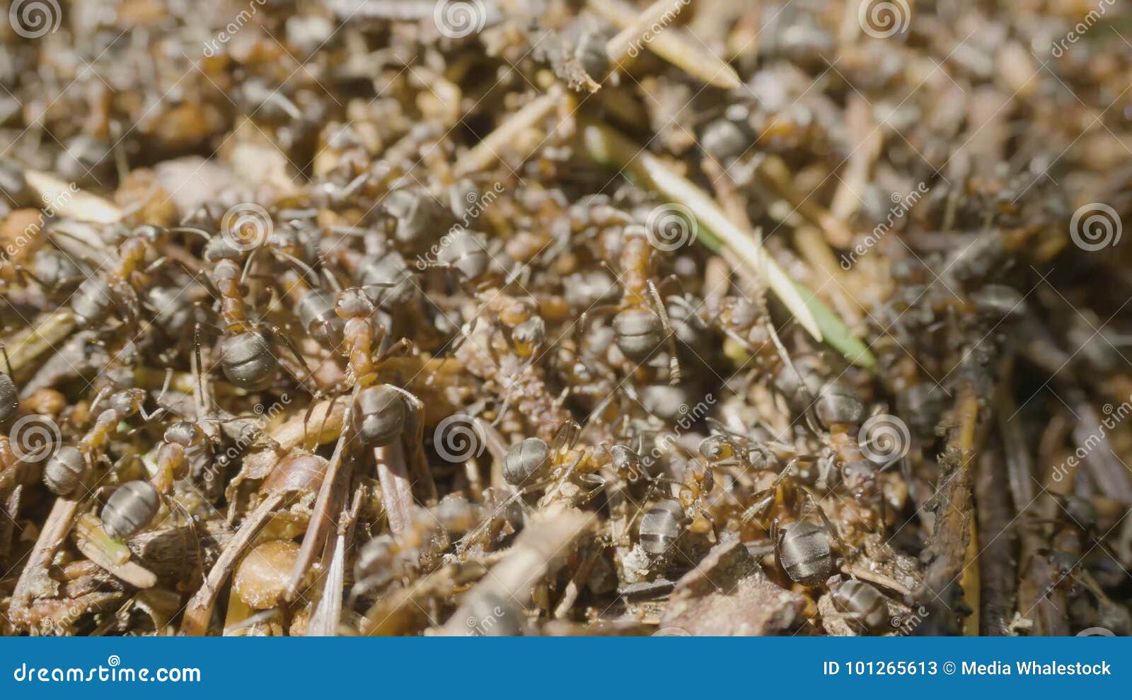 Ants Building an Anthill. Colony Insects. Macro. Red Forest Ants Stock ...