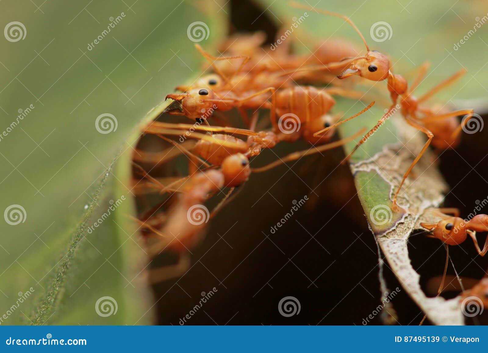 Ants building the nest. stock image. Image of ants, horizontal - 87495139