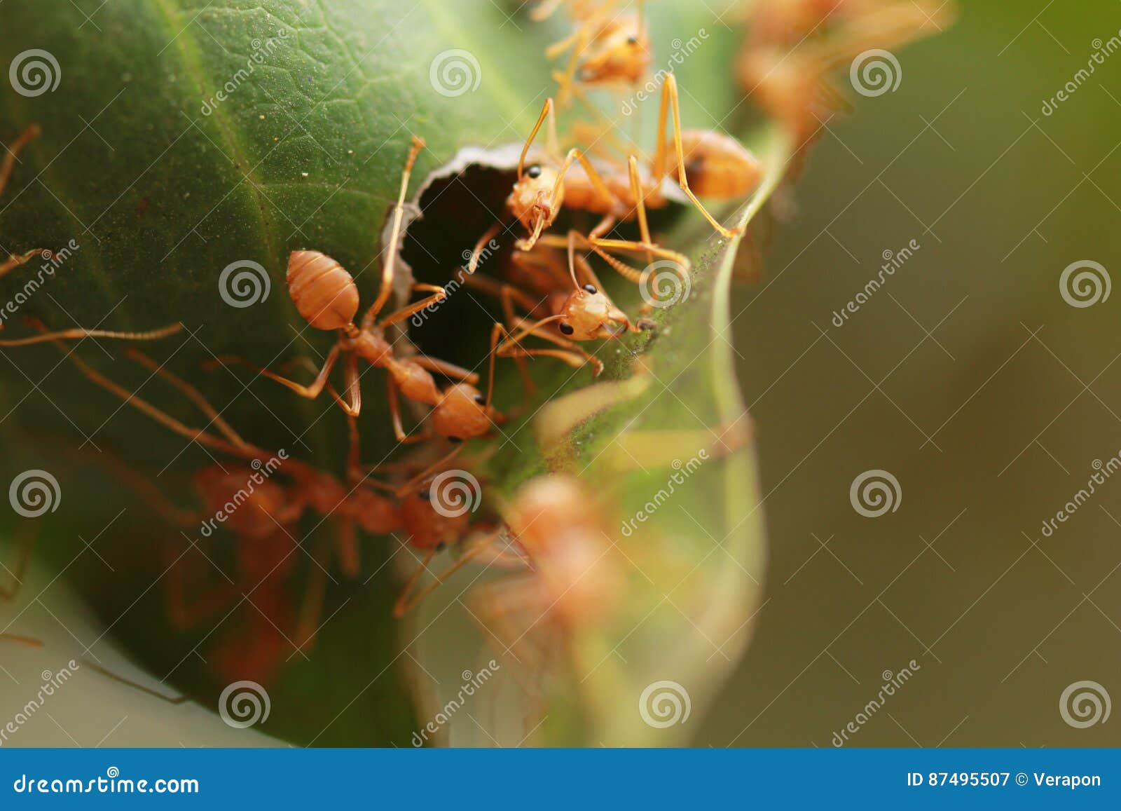 Ants building the nest. stock image. Image of detail - 87495507