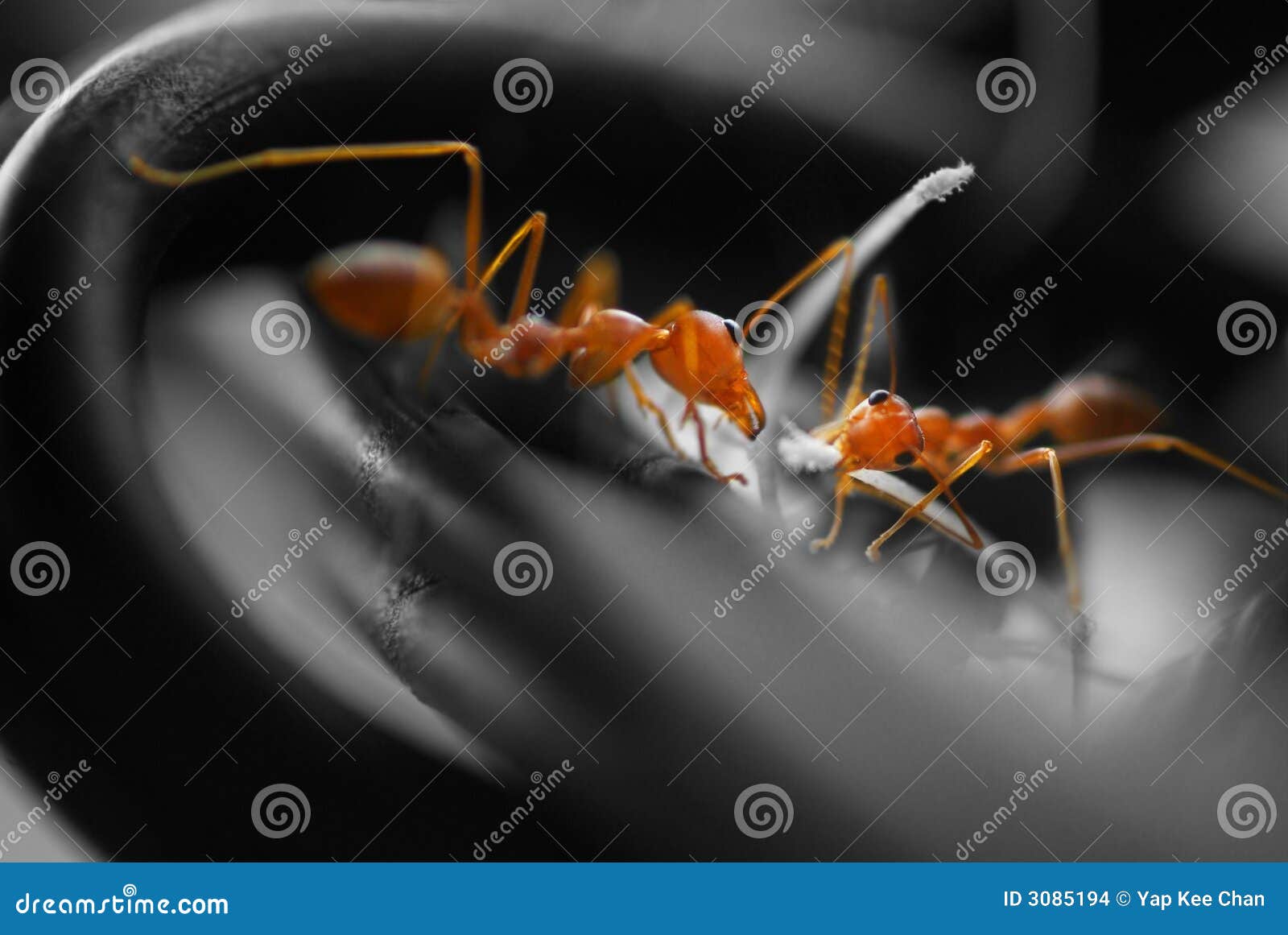 Ants busy connecting lines stock photo. Image of concept - 3085194