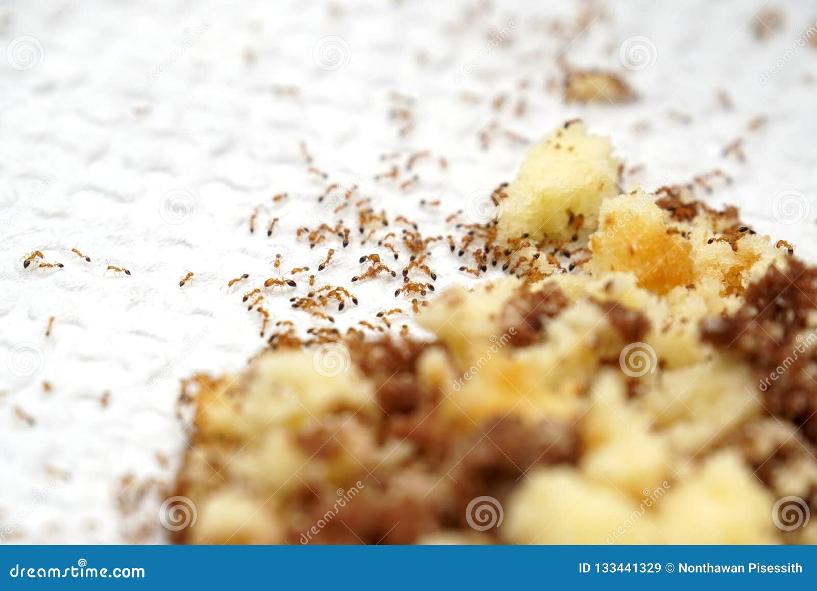 Ants on a cake trap stock image. Image of bread, eating - 133441329