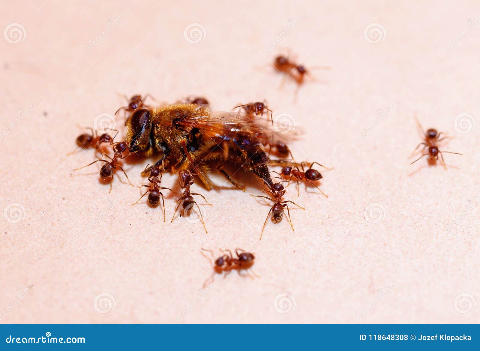 Ants Carry Bee ,strong Ant. Blur Background. Stock Photo - Image of ...
