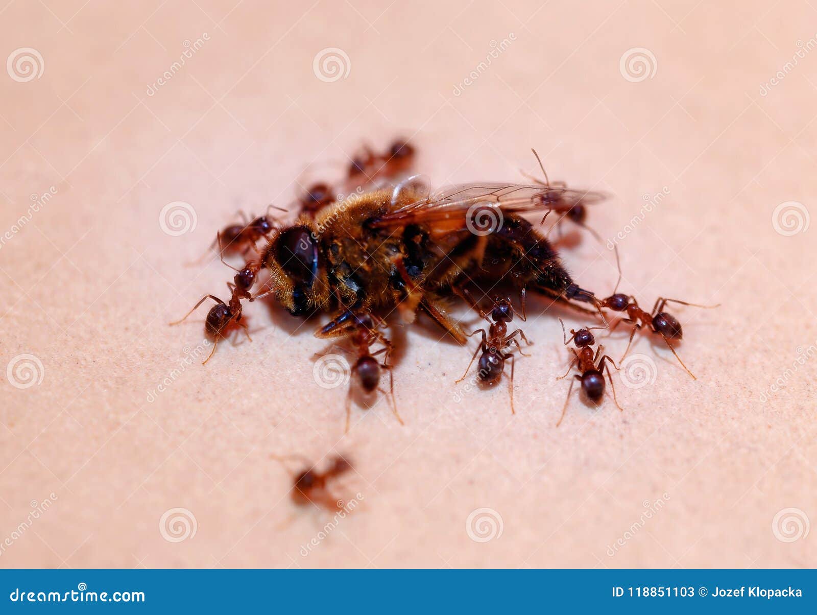 Ants Carry Bee ,strong Ant. Blur Background. Stock Image - Image of ...