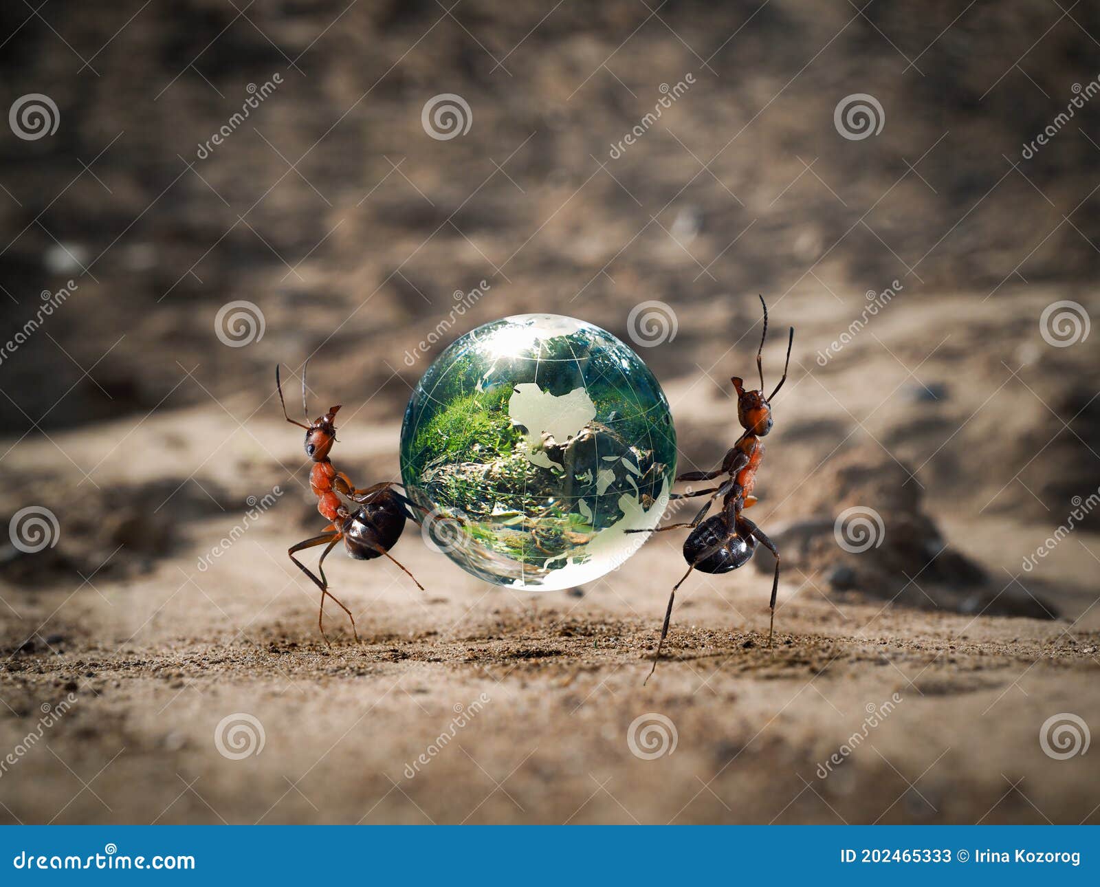 Ants Carry the Green Planet through the Dry Sands Stock Image - Image ...