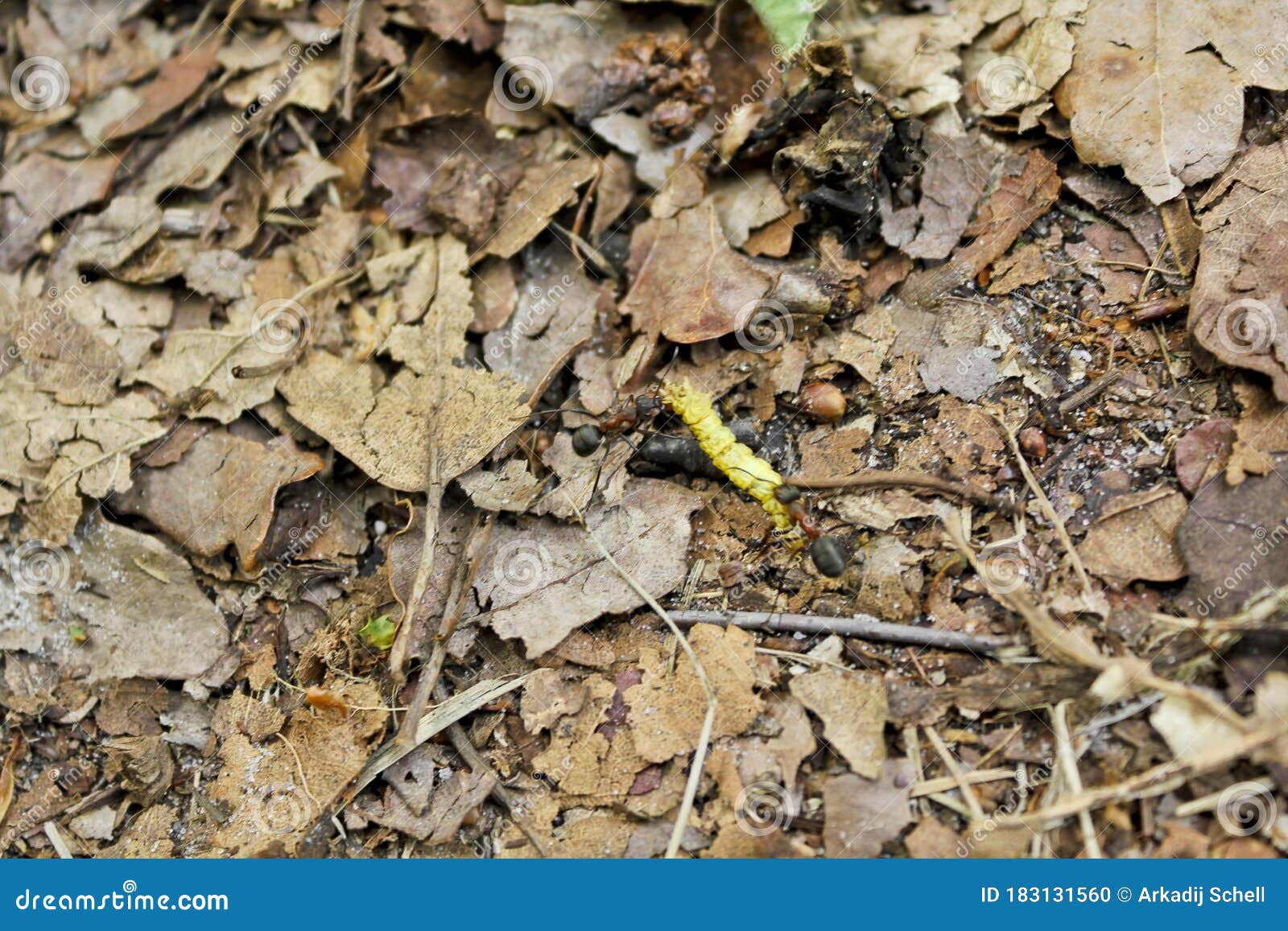 Ants Carry Yellow Predators on the Forest Floor Stock Photo - Image of ...