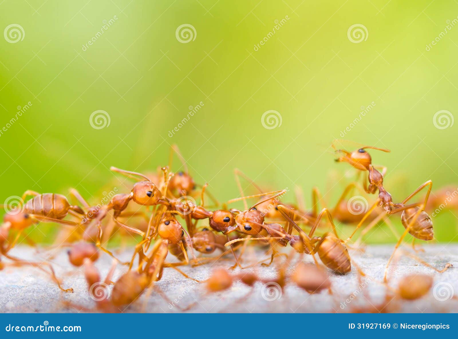 Ants are Carrying Dead Ant. Stock Image - Image of smooth, insect: 31927169