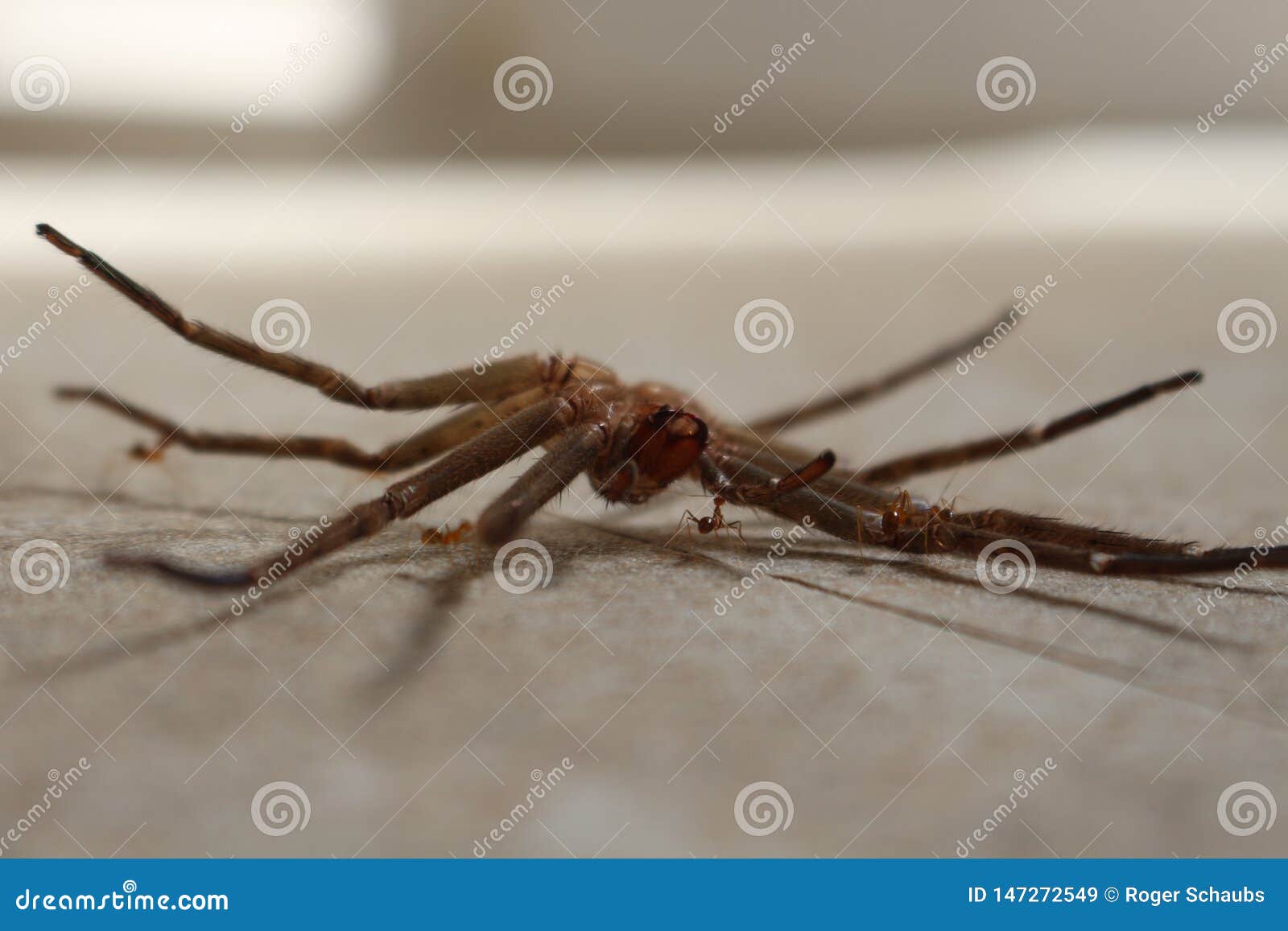 Dead Spider Royalty-Free Stock Photo | CartoonDealer.com #123415281