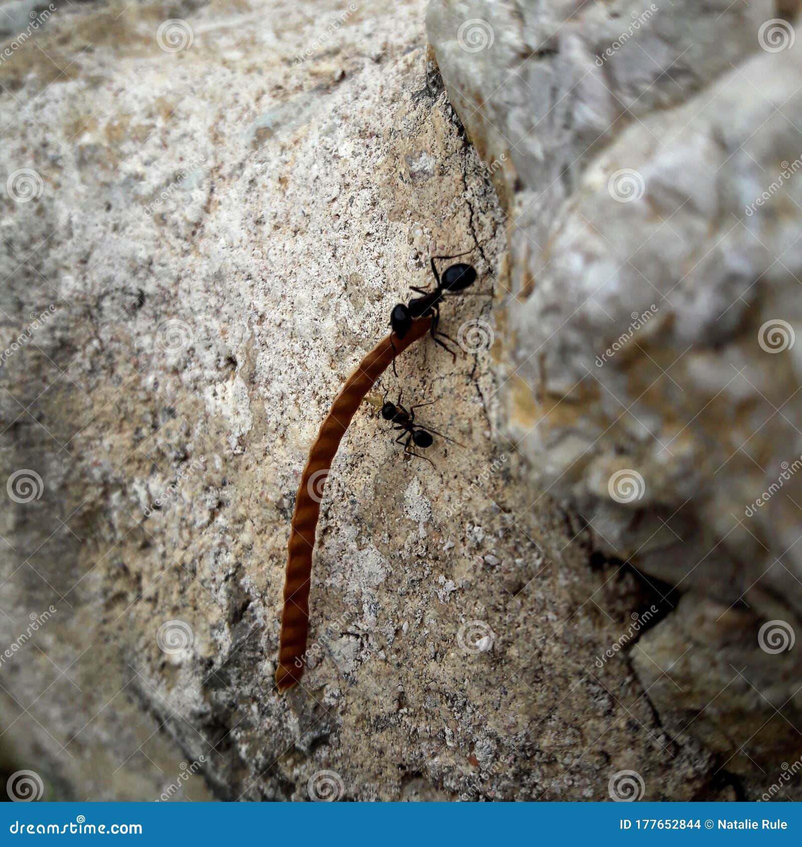 Ants carrying a heavy load stock photo. Image of rocks - 177652844
