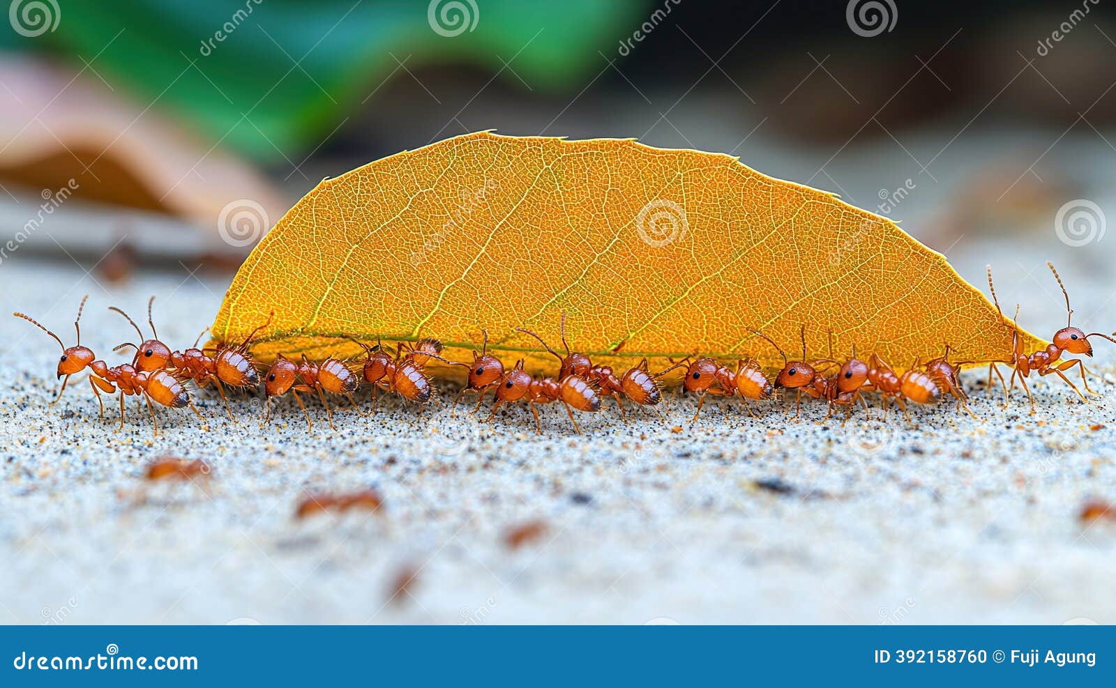 Ants Carrying A Sack With A Plant Stock Photo | CartoonDealer.com ...
