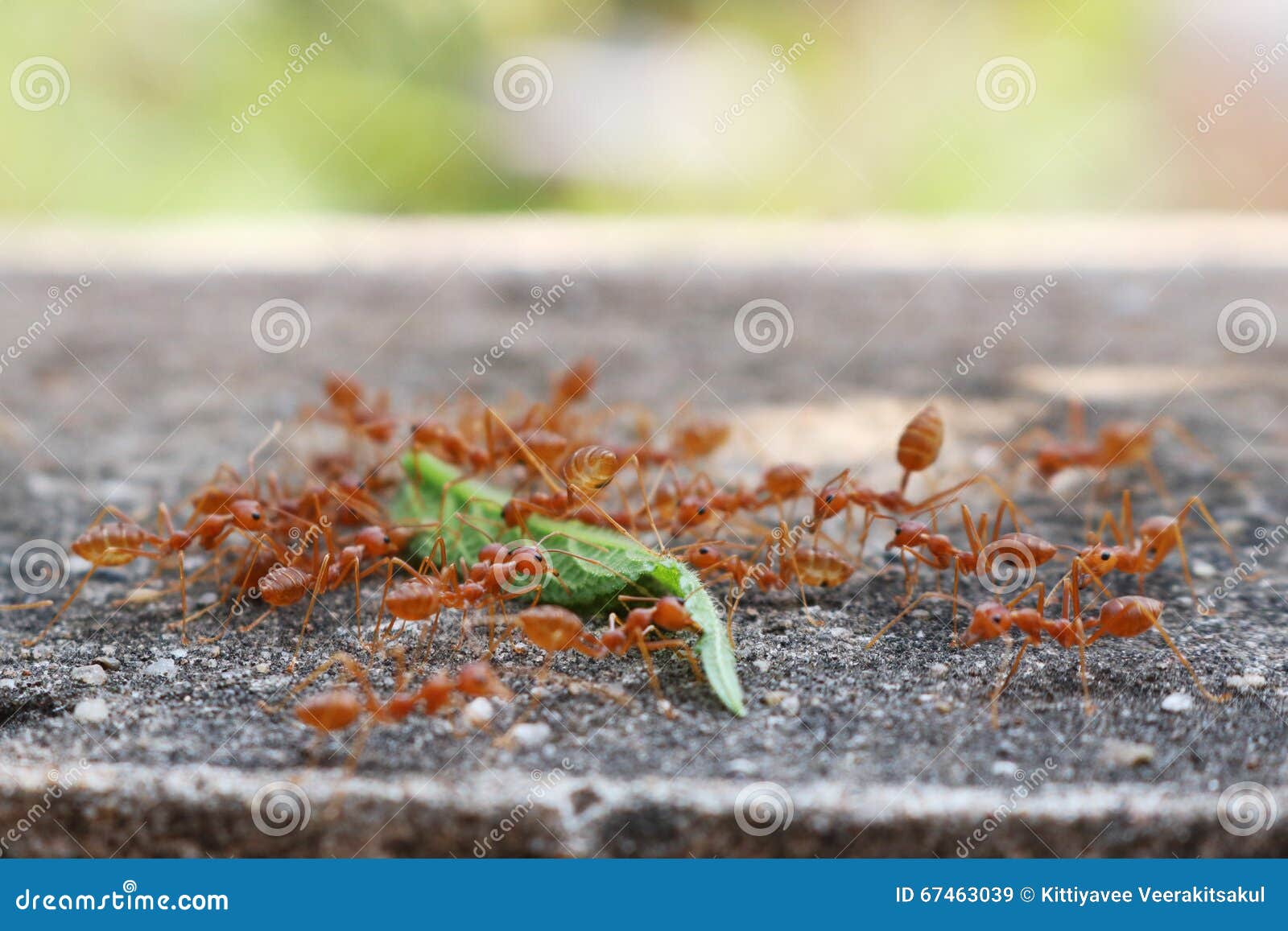 Ants carrying leaf stock image. Image of isolated, insect - 67463039