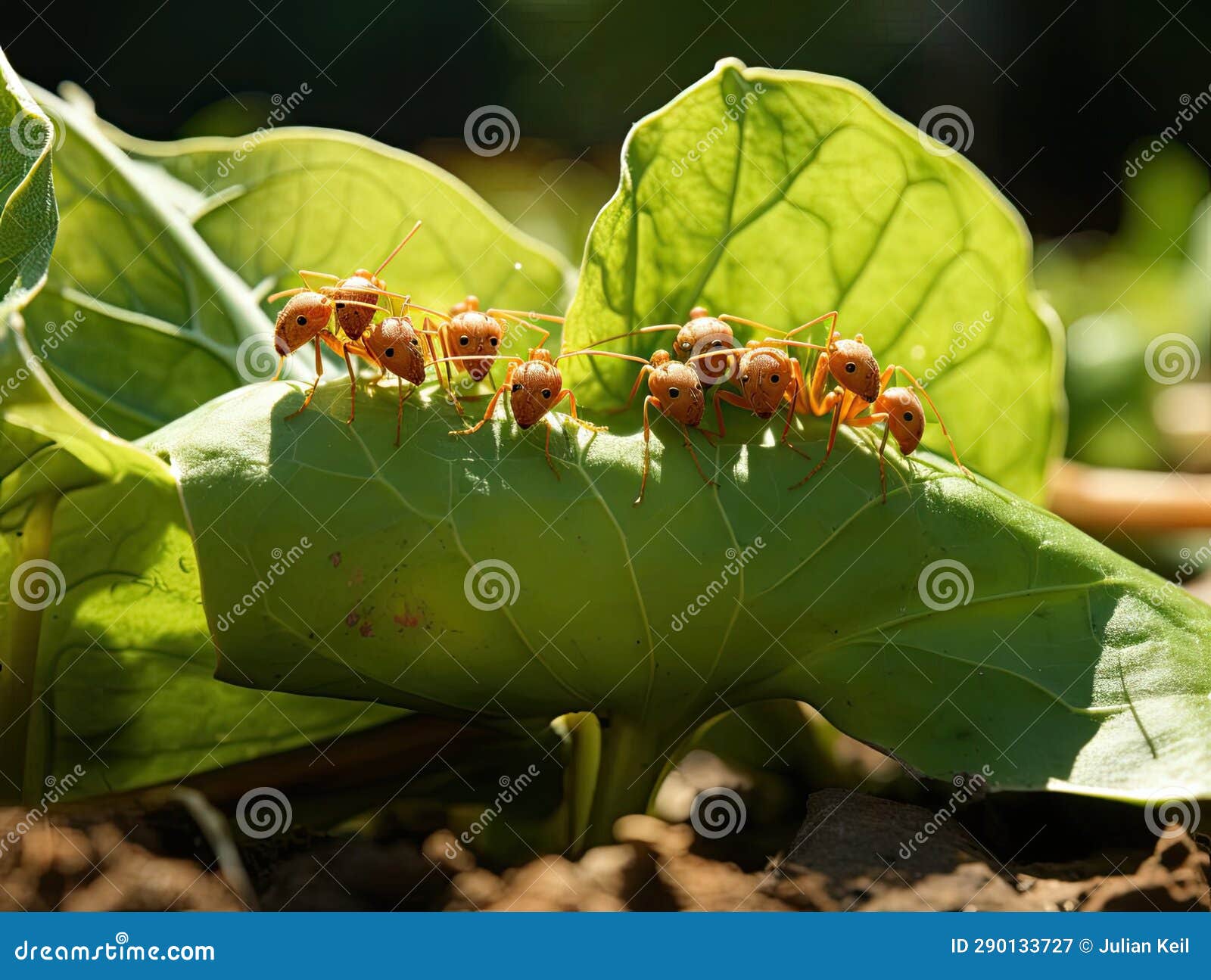 Ants Carrying Leaf Symbolizing Teamwork ISO Settings Stock Illustration ...