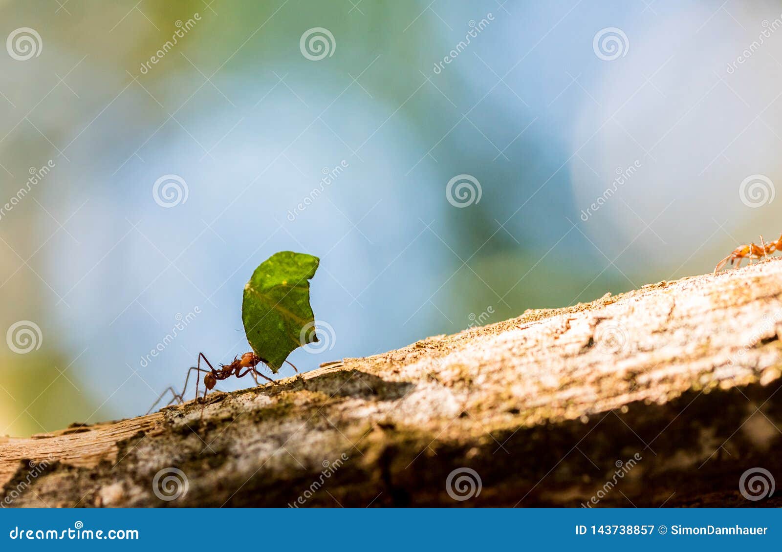 Ants are Carrying on Leaves Stock Image - Image of bridge, concept ...