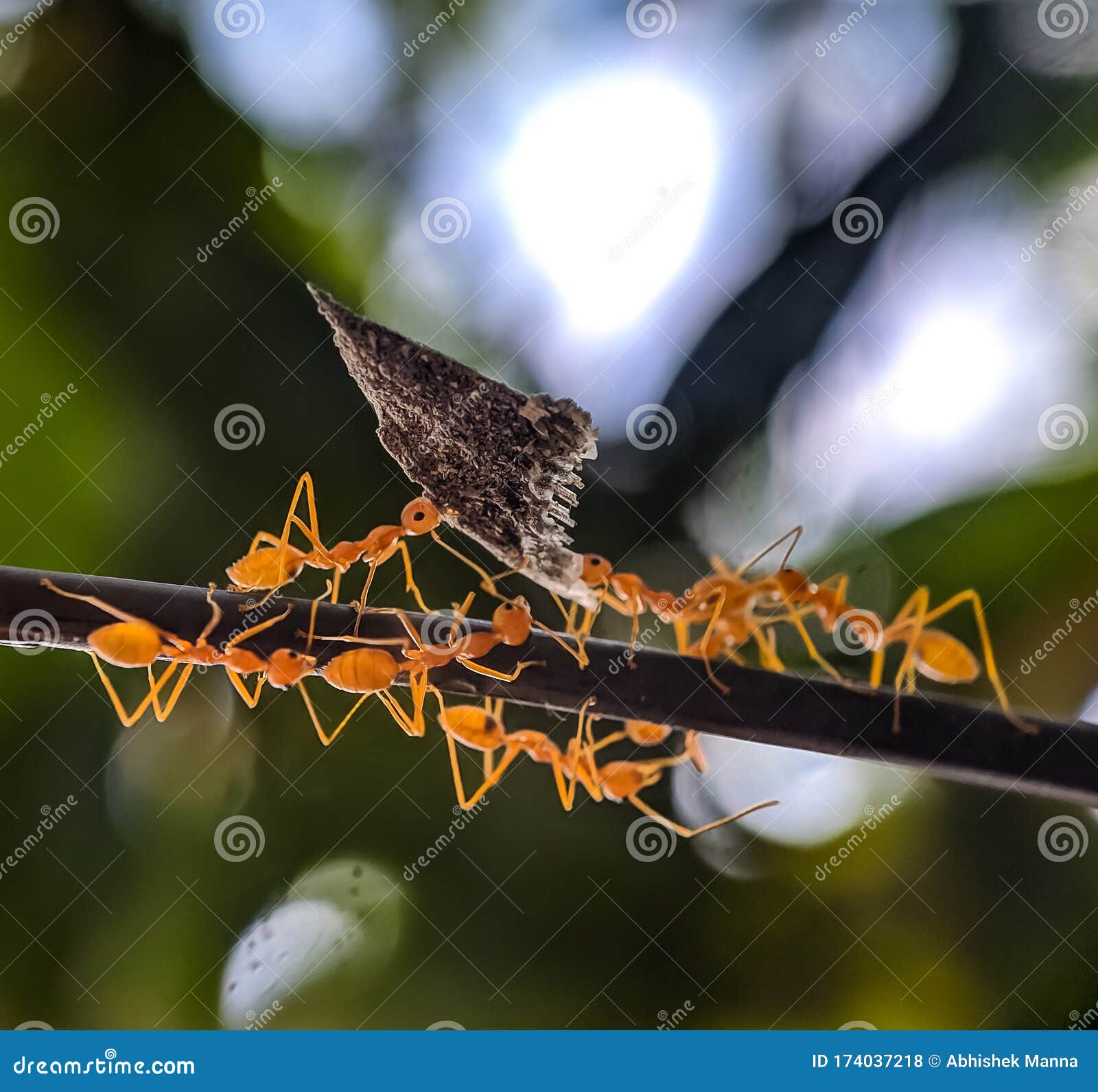 Ants carrying their food. stock photo. Image of ants - 174037218