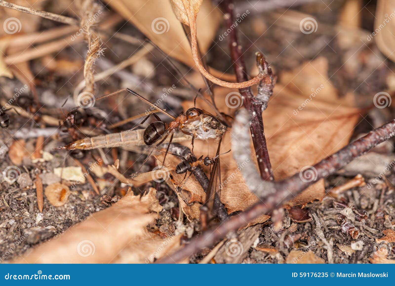 Ants caught the mosquito stock image. Image of sacrifice - 59176235