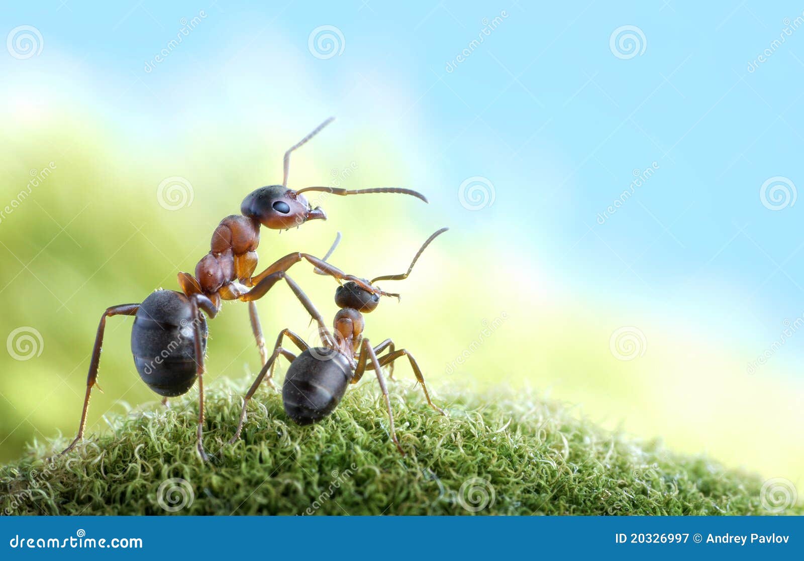 Ants, On Child Care And Protection, Concept Royalty Free Stock ... Ants, On Child Care And Protection, Concept Royalty Free Stock ...