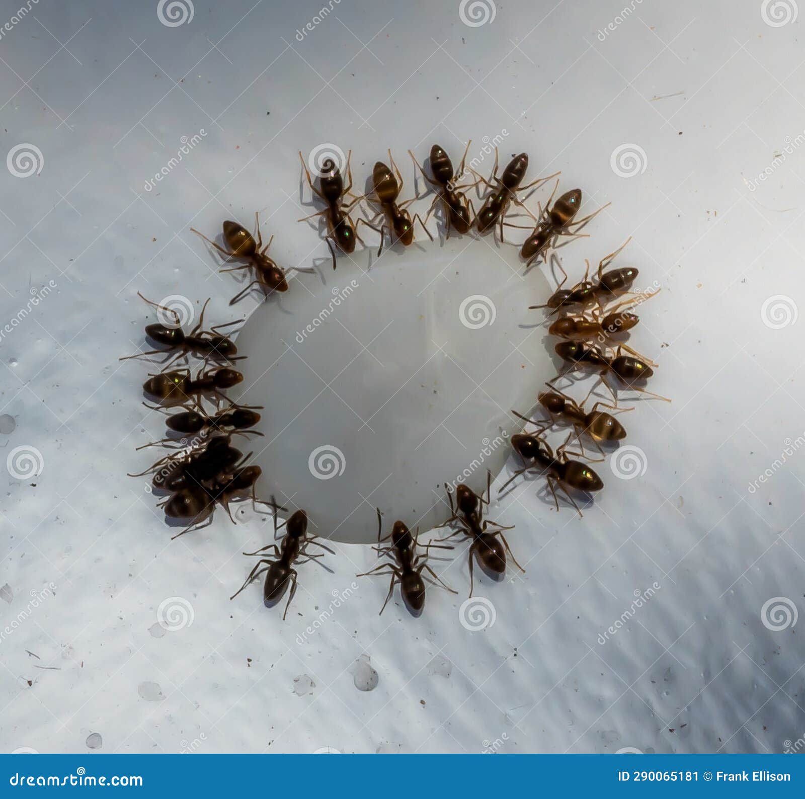 Pissant Stock Photos - Free & Royalty-Free Stock Photos from Dreamstime