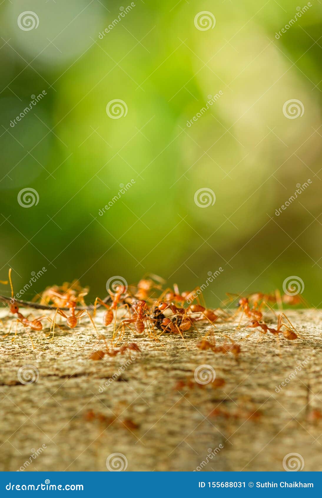 Ants climb on the branches stock image. Image of garden - 155688031