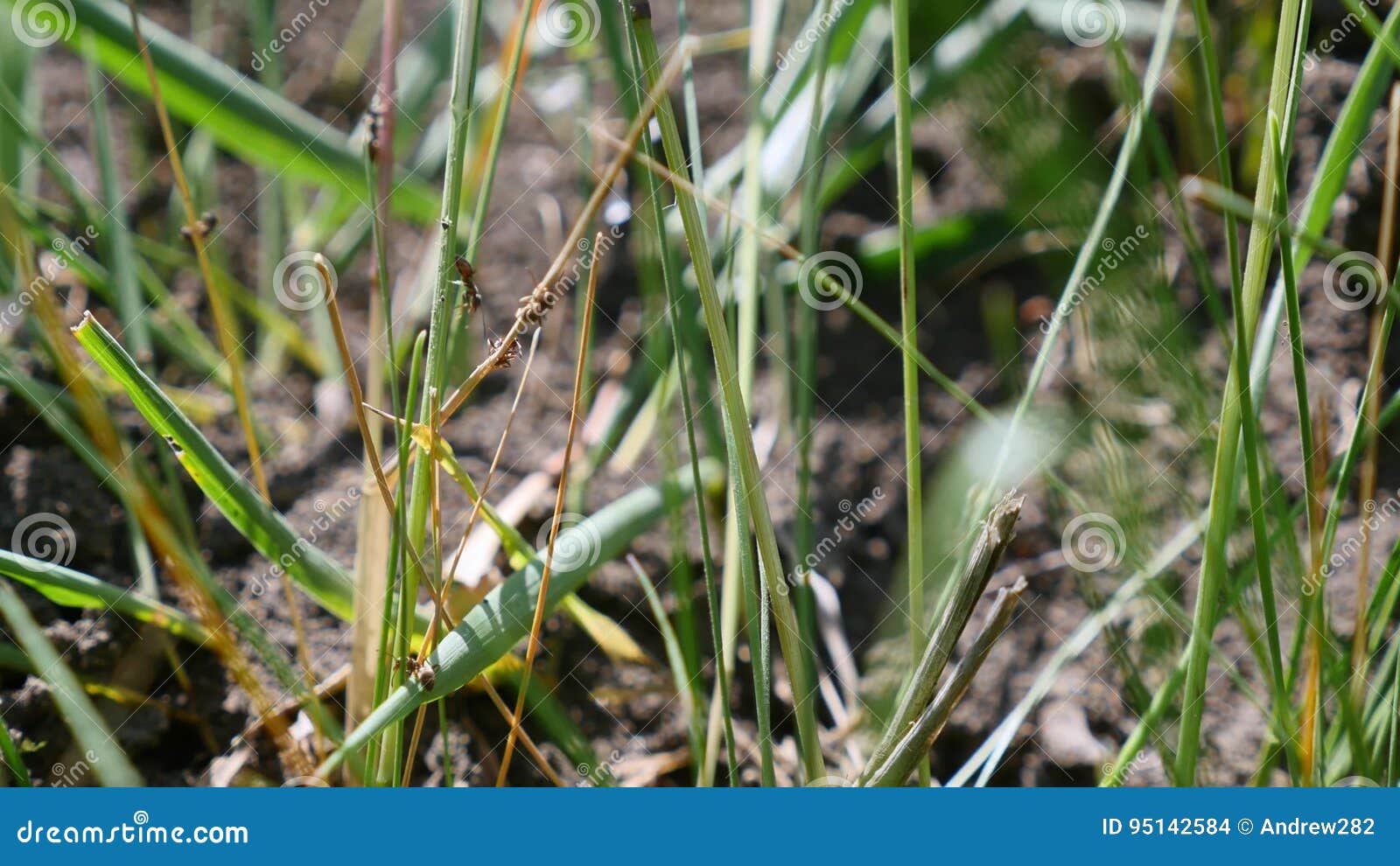 Ants Climb on the Grass Close Up Stock Photo - Image of isolated, leaf ...