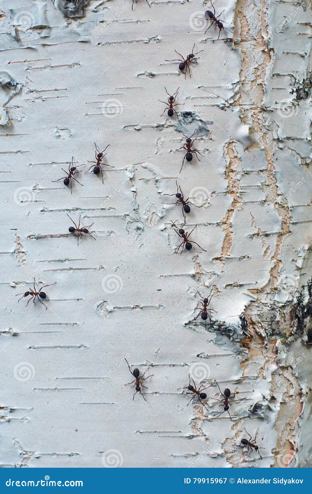 Ants Climb Together on the Birch. Stock Image - Image of colony ...