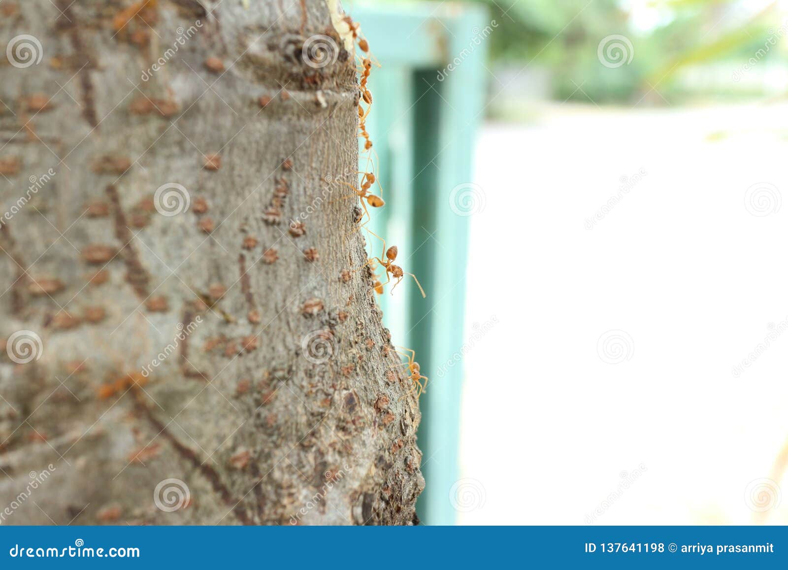 Ants climb on a tree. stock photo. Image of climb, tree - 137641198