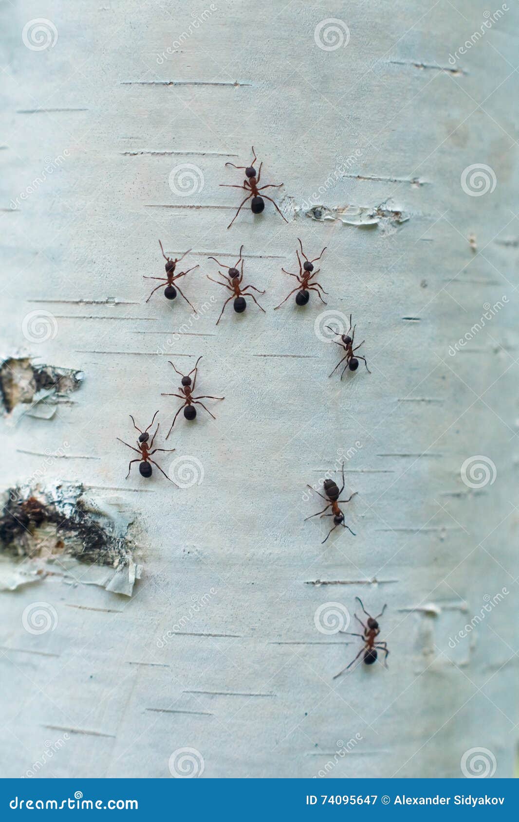 Ants Climb on the Trunk of a Birch. Stock Image - Image of isolated ...