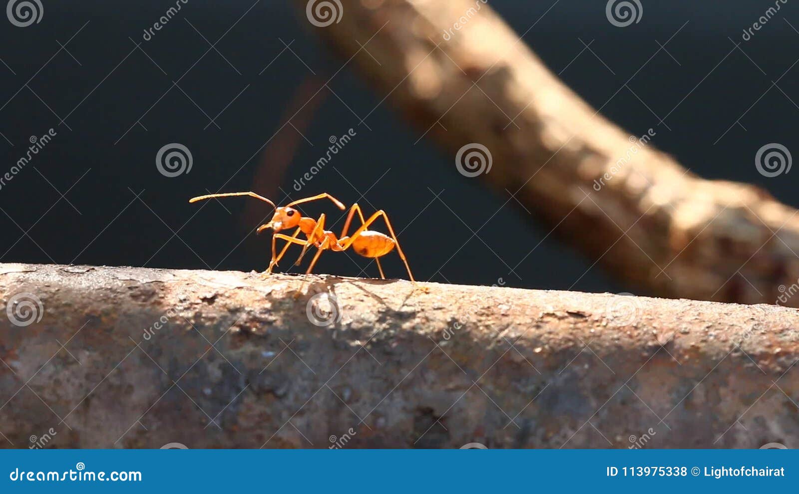 Ants Climbing on Tree with Sunlight Stock Footage - Video of background ...