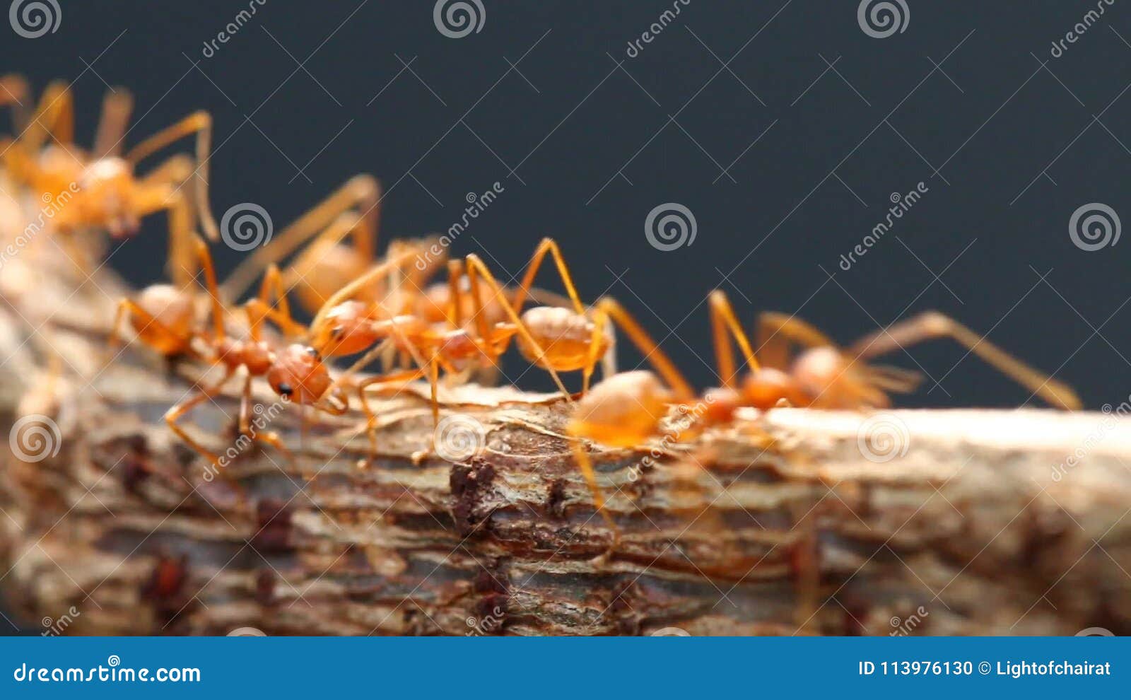 Ants Climbing on Tree with Sunlight Stock Footage - Video of leaves ...