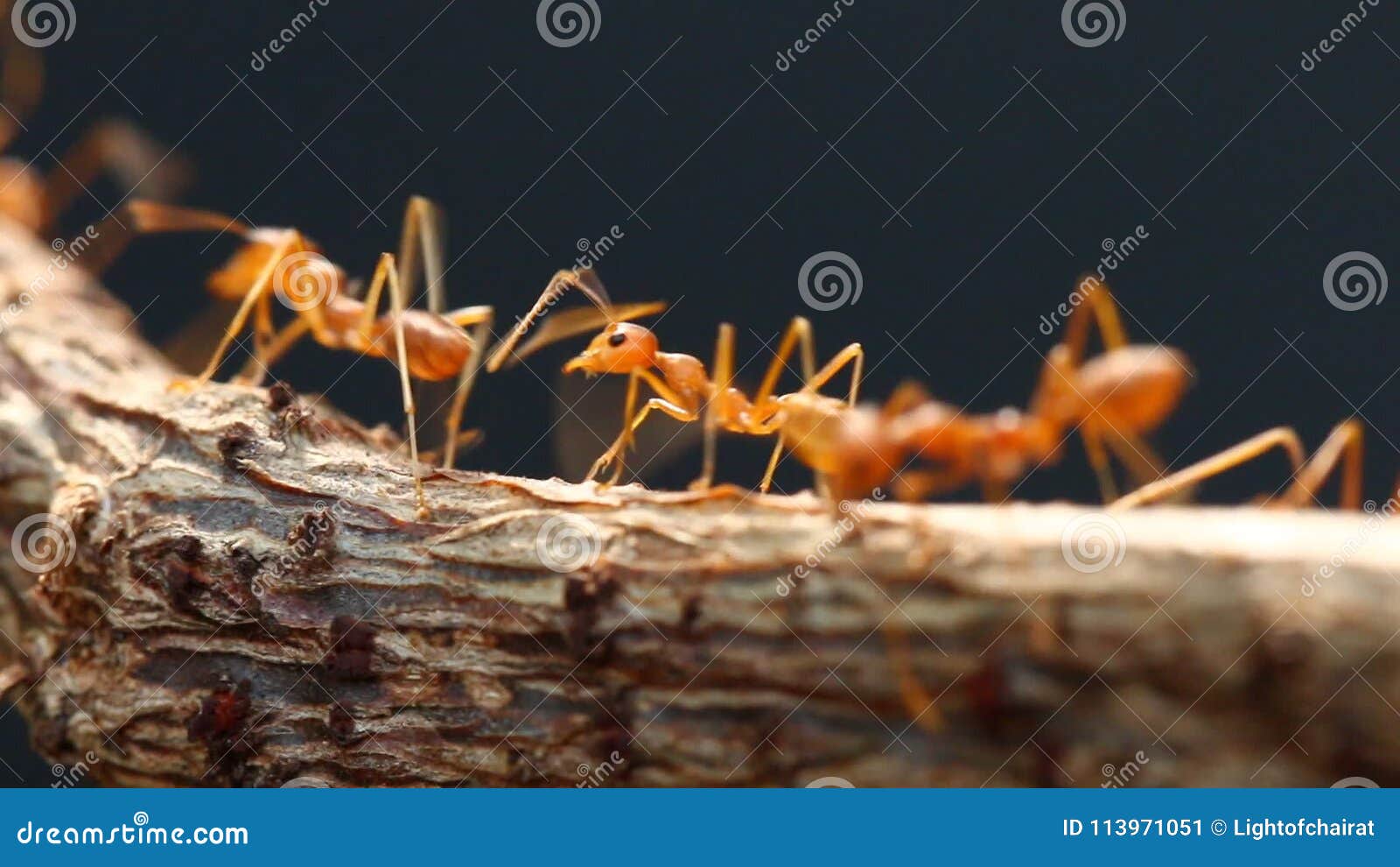 Ants Climbing on Tree with Sunlight Stock Video - Video of black, flora ...